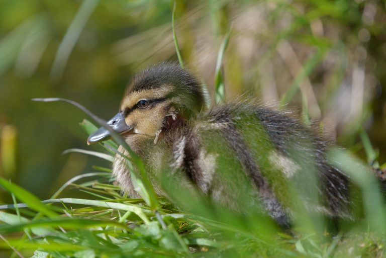 Ataxia, Disequilibrium, and Neural Disorders in Waterfowl - Backyard ...